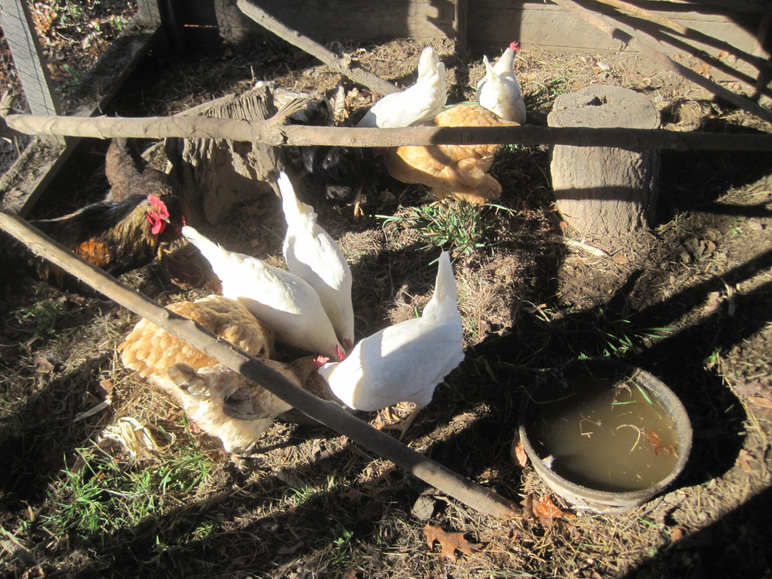 How to Introduce New Chickens to a Flock - Backyard Poultry